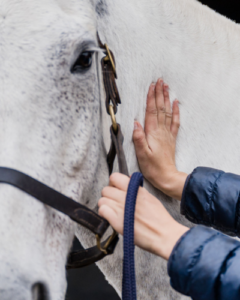 NAVP | National Association of Veterinary Physiotherapists