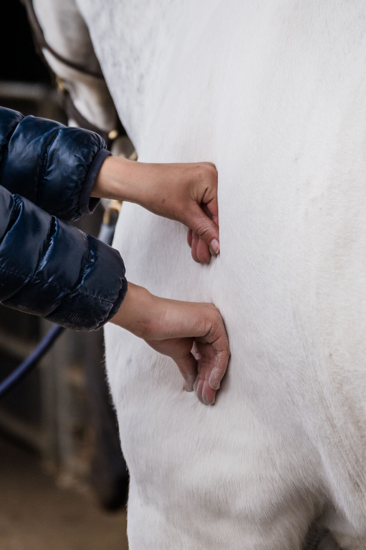 NAVP | National Association of Veterinary Physiotherapists